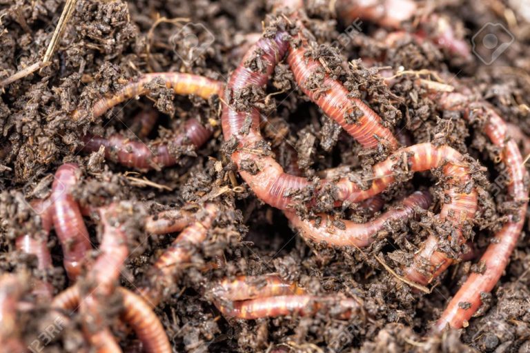 Live Worms | Best Live Worms 2021
