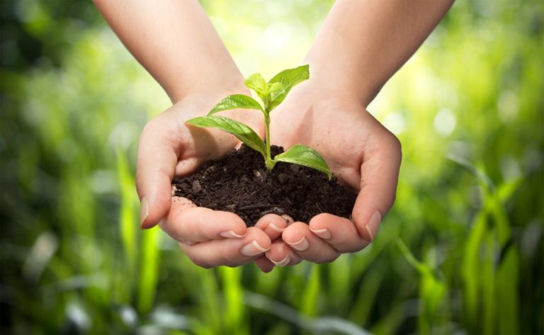 Environmental Rehabilitation | Bioretention Basin | 2021